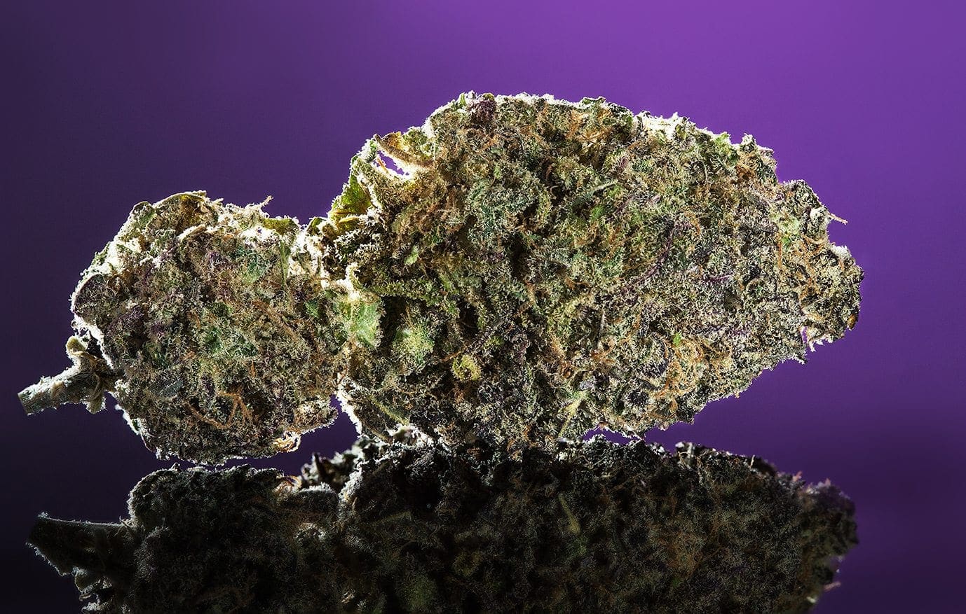 purple-bud - Oasis Cannabis Superstore